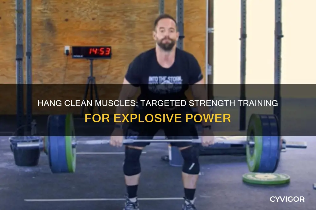 Hang Clean Muscles: Targeted Strength Training For Explosive Power ...