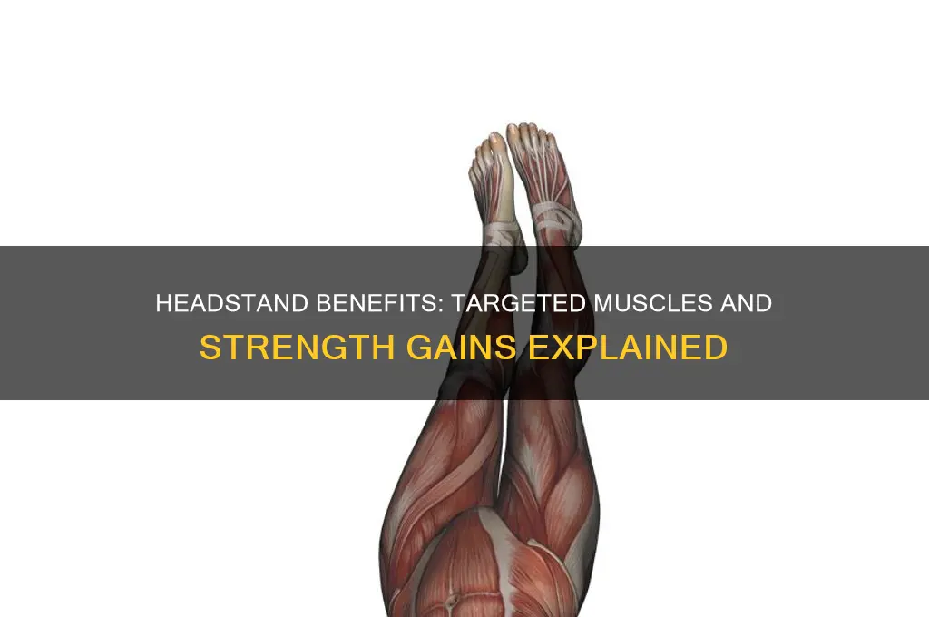 Headstand Benefits: Targeted Muscles And Strength Gains Explained | CyVigor