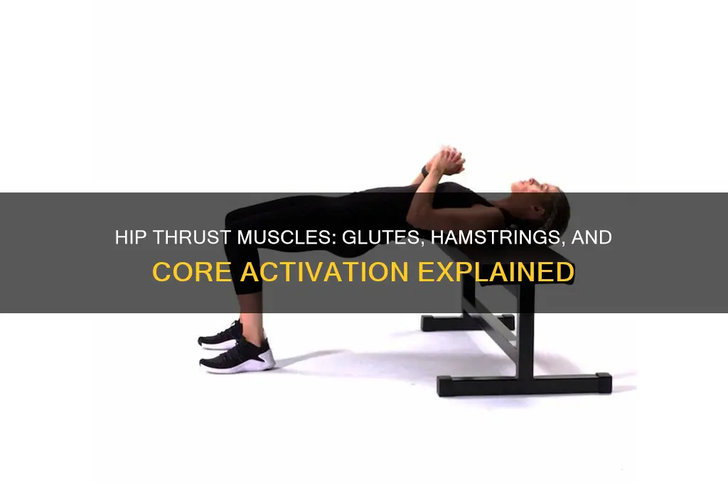 Hip Thrust Muscles: Glutes, Hamstrings, And Core Activation Explained ...