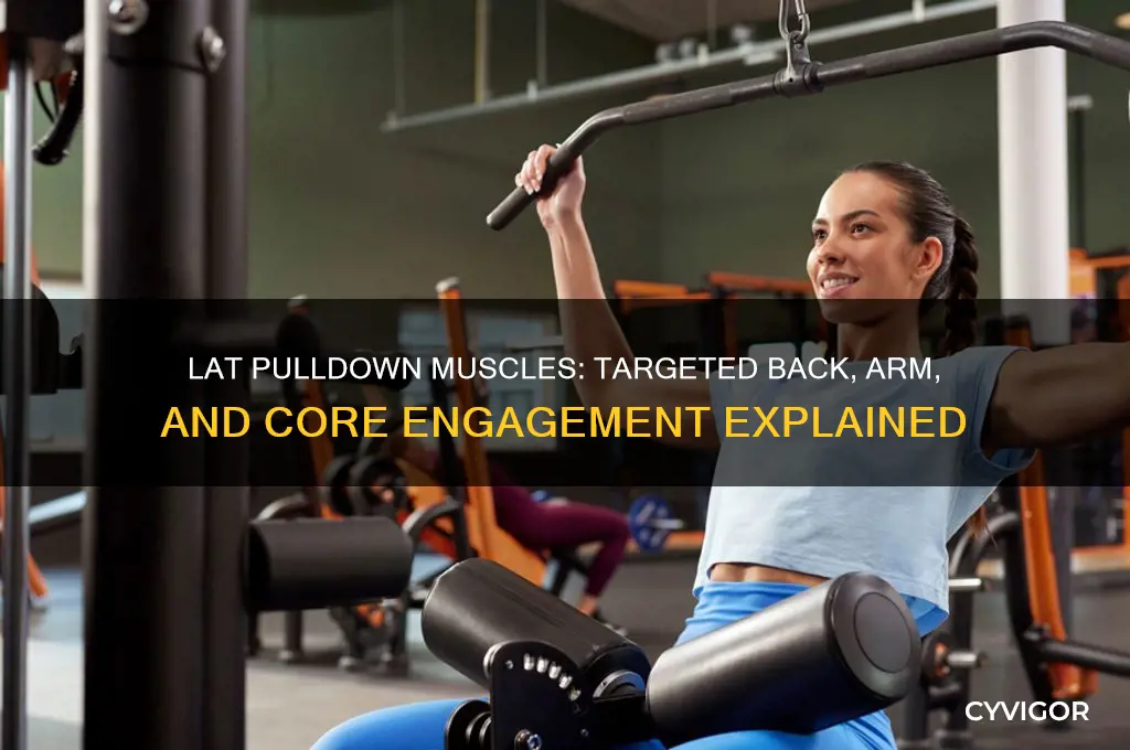 Lat Pulldown Muscles: Targeted Back, Arm, And Core Engagement Explained ...