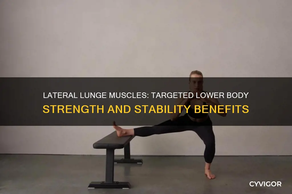 Lateral Lunge Muscles: Targeted Lower Body Strength And Stability ...