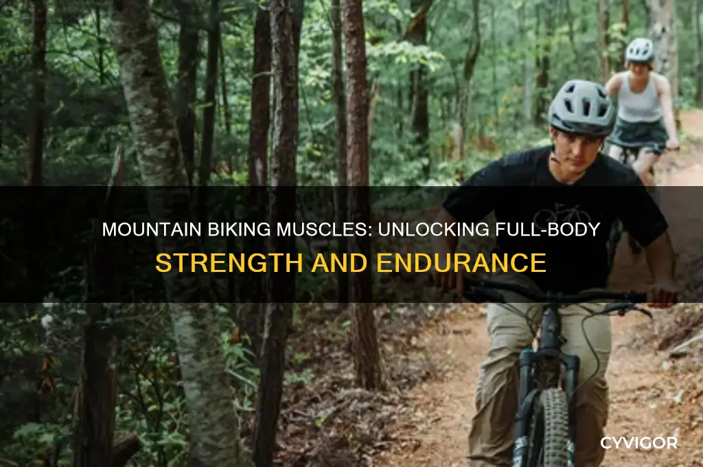 Mountain Biking Muscles: Unlocking Full-Body Strength And Endurance ...