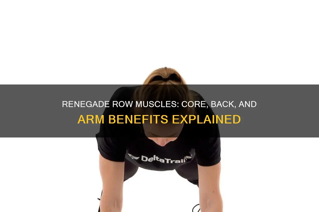 Renegade Row Muscles: Core, Back, And Arm Benefits Explained | CyVigor