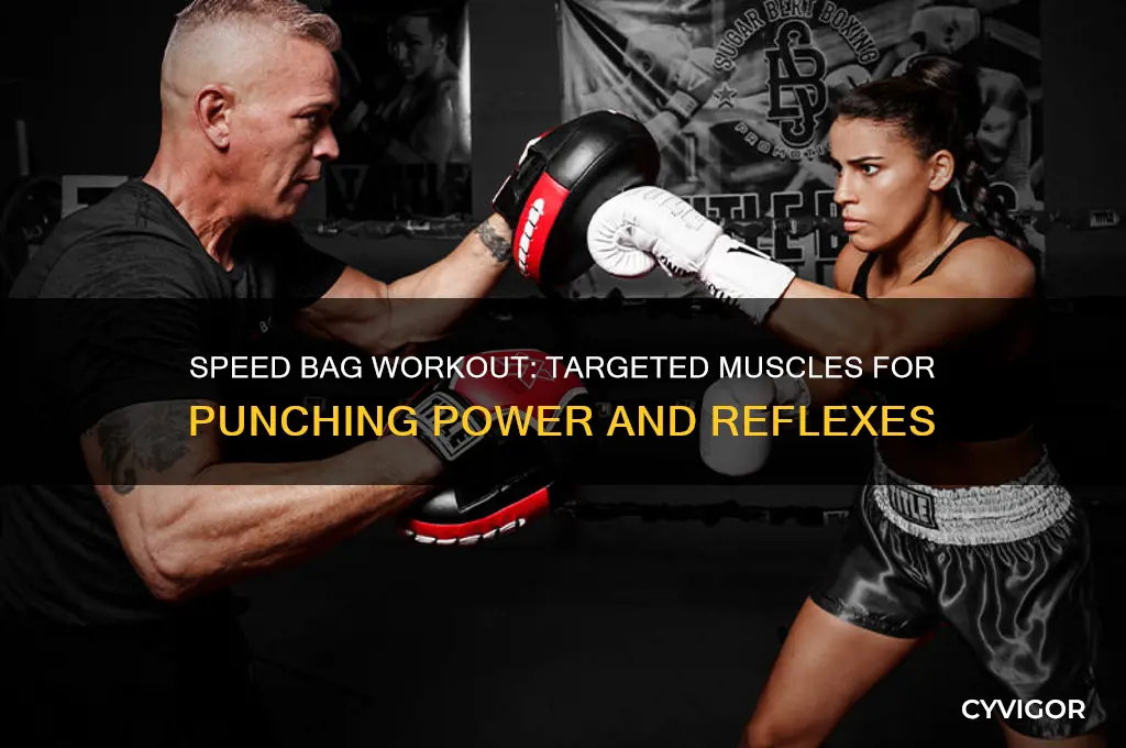 Speed Bag Workout: Targeted Muscles For Punching Power And Reflexes ...