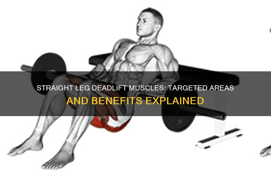 Straight Leg Deadlift Muscles: Targeted Areas And Benefits Explained ...