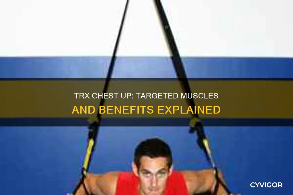 Trx Chest Up: Targeted Muscles And Benefits Explained | CyVigor