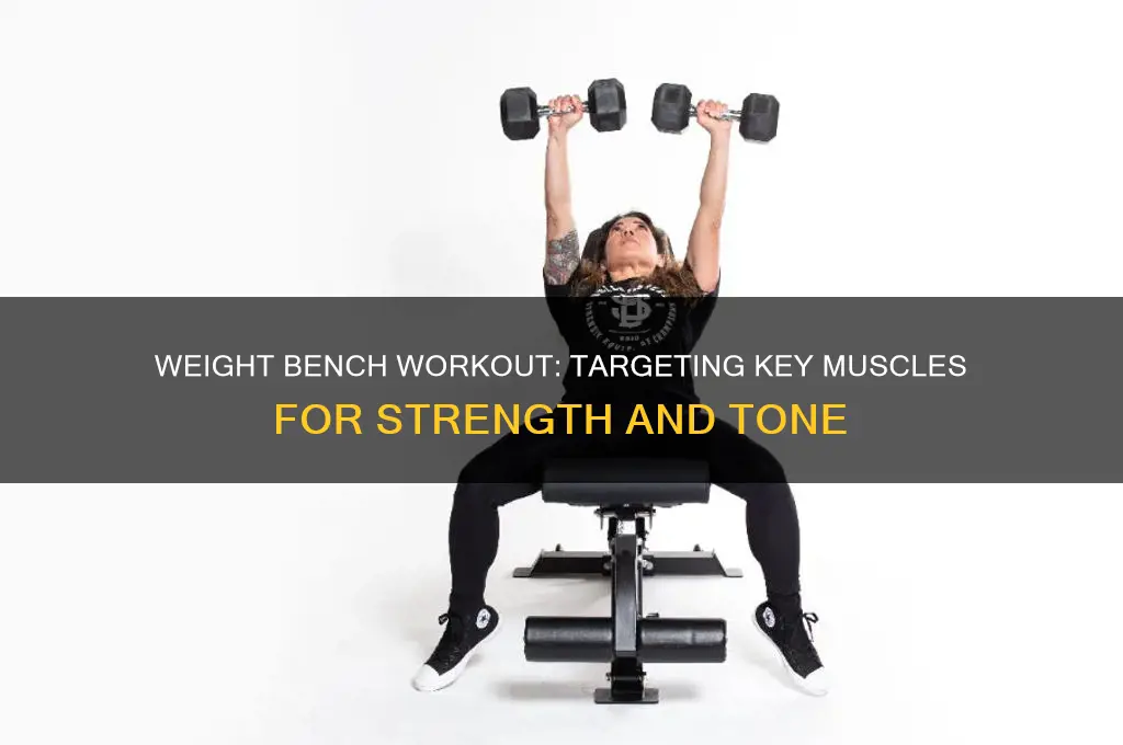 Weight Bench Workout: Targeting Key Muscles For Strength And Tone | CyVigor