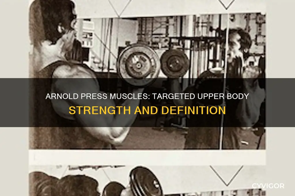 Arnold Press Muscles: Targeted Upper Body Strength And Definition | CyVigor