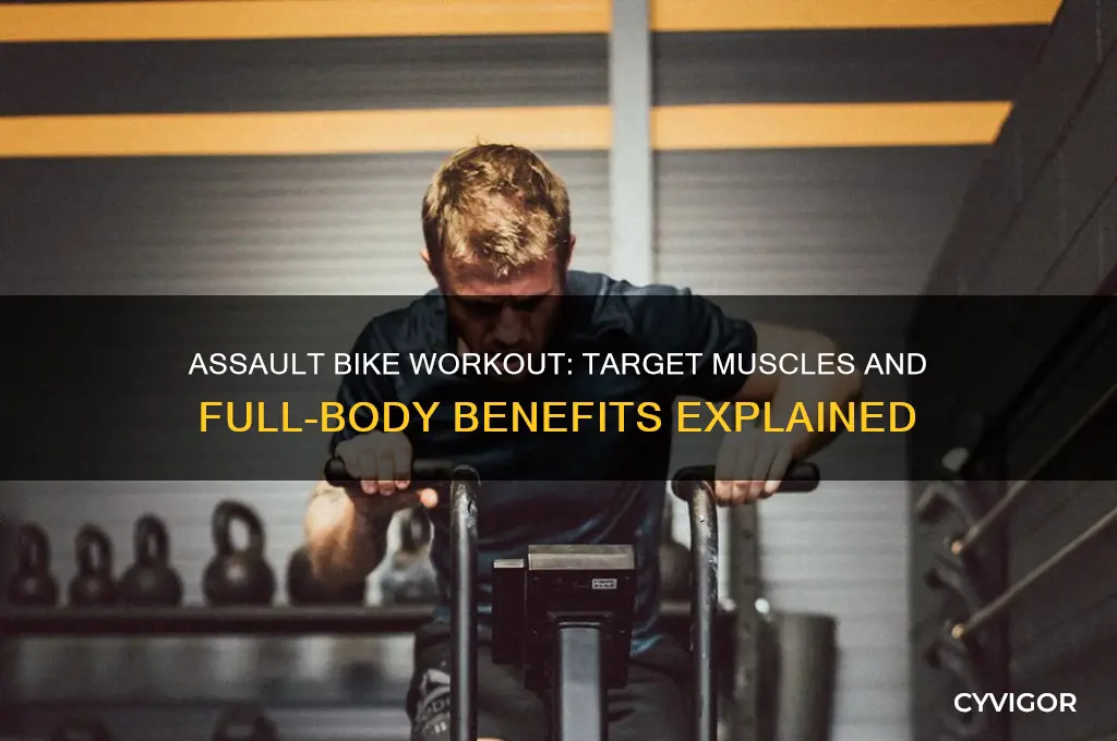 Assault Bike Workout: Target Muscles And Full-Body Benefits Explained ...