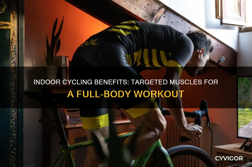 Indoor Cycling Benefits: Targeted Muscles For A Full-Body Workout | CyVigor