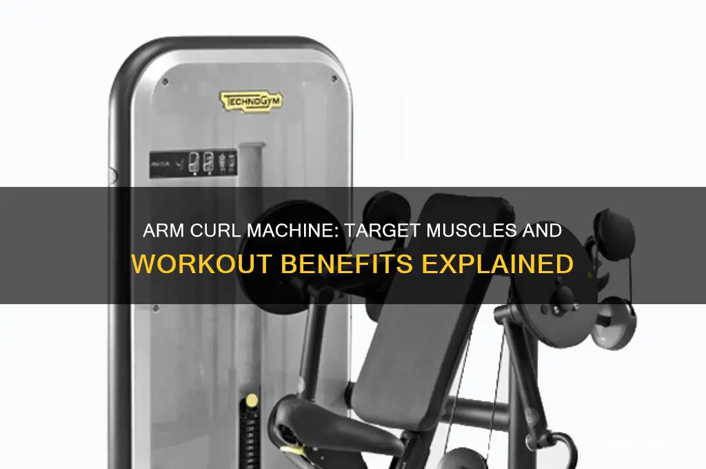 Arm Curl Machine: Target Muscles And Workout Benefits Explained | CyVigor