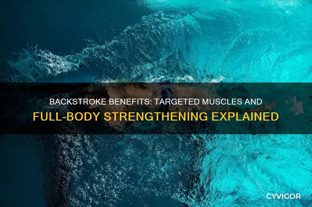 Backstroke Benefits: Targeted Muscles And Full-Body Strengthening ...