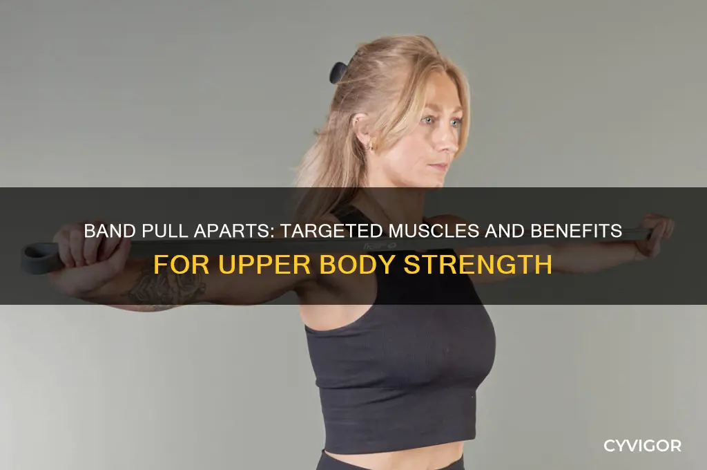 Band Pull Aparts: Targeted Muscles And Benefits For Upper Body Strength ...