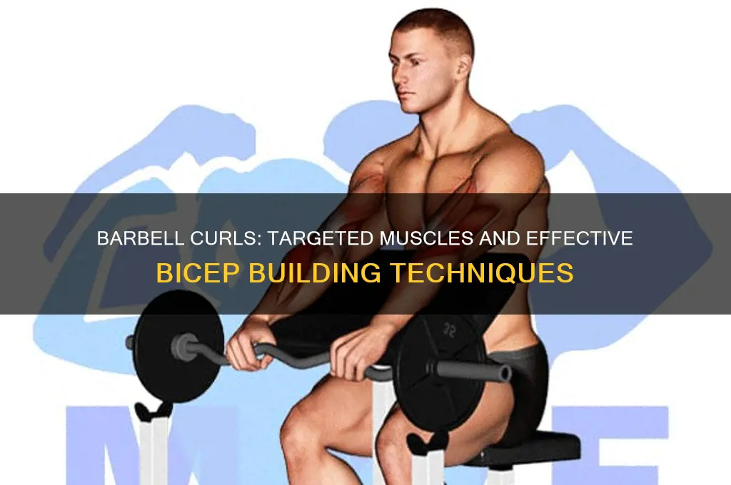 Barbell Curls: Targeted Muscles And Effective Bicep Building Techniques ...
