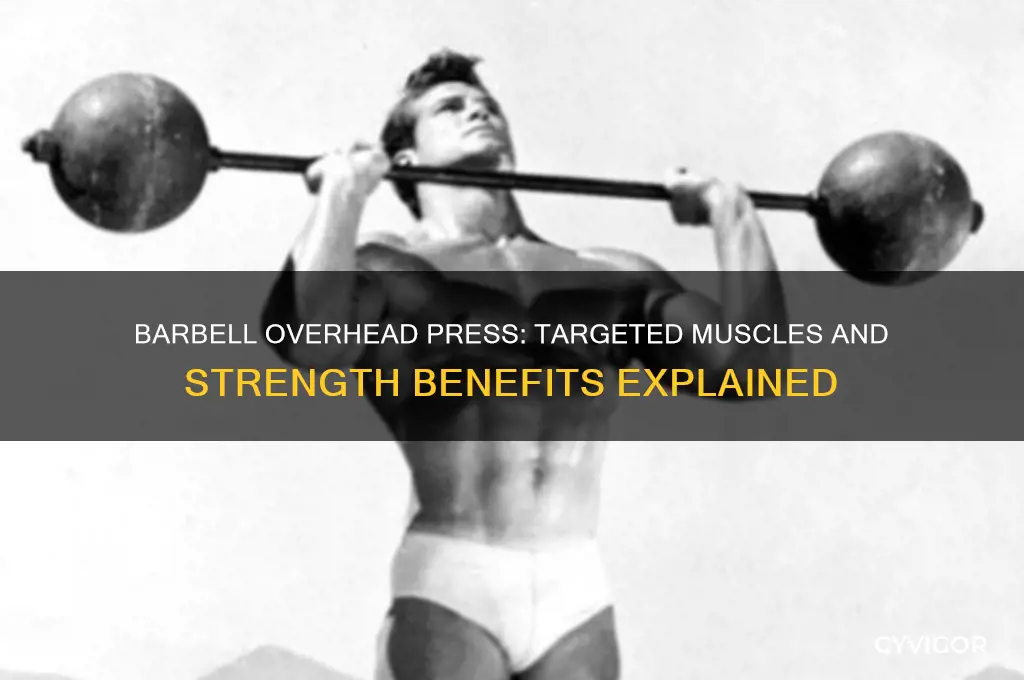 Barbell Overhead Press: Targeted Muscles And Strength Benefits ...