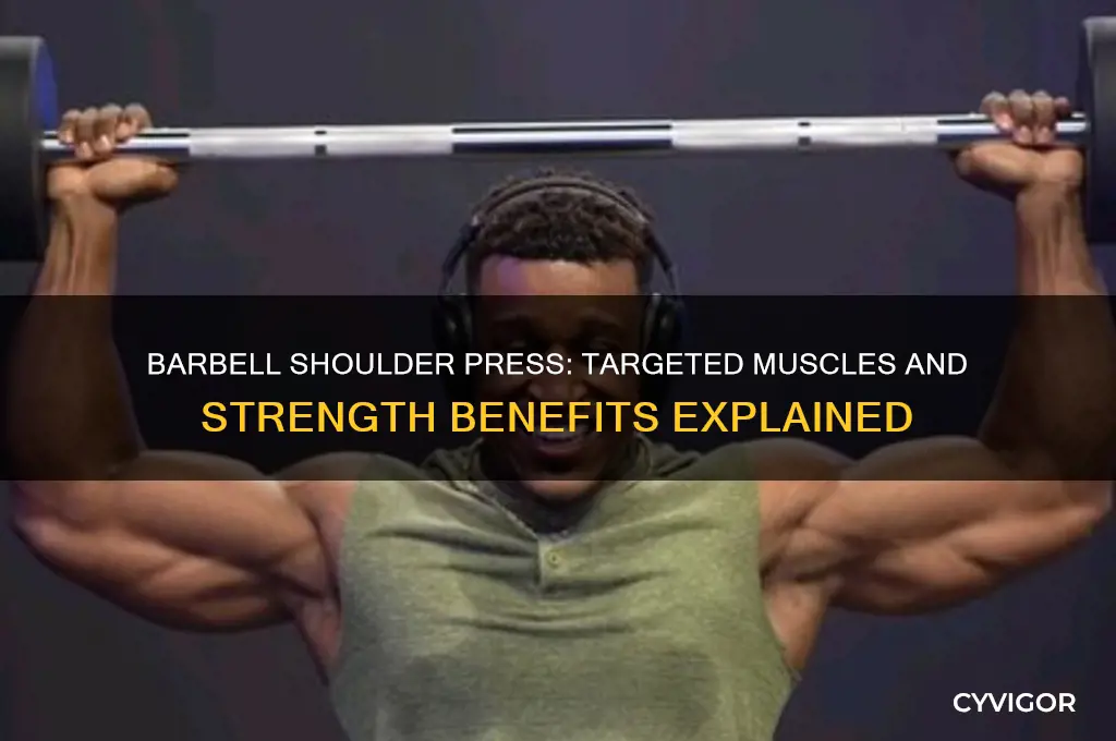 Barbell Shoulder Press: Targeted Muscles And Strength Benefits ...