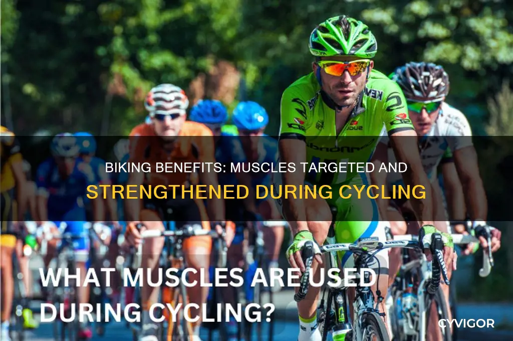 Biking Benefits: Muscles Targeted And Strengthened During Cycling | CyVigor
