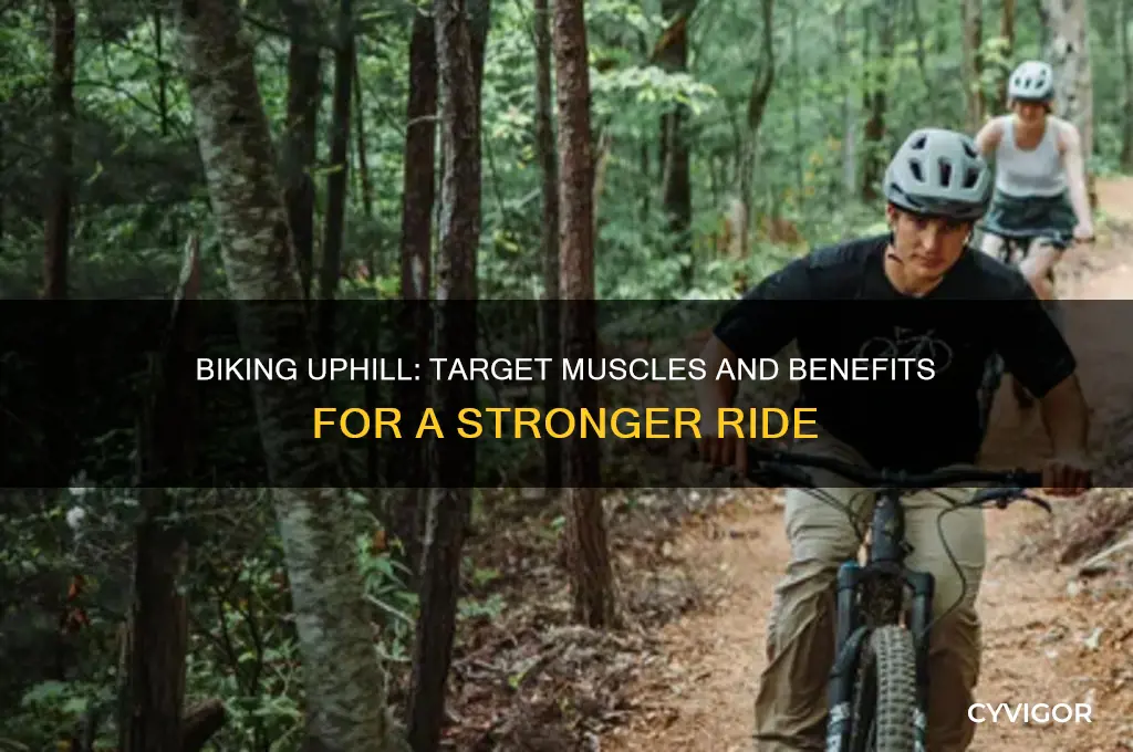 Biking Uphill: Target Muscles And Benefits For A Stronger Ride | CyVigor