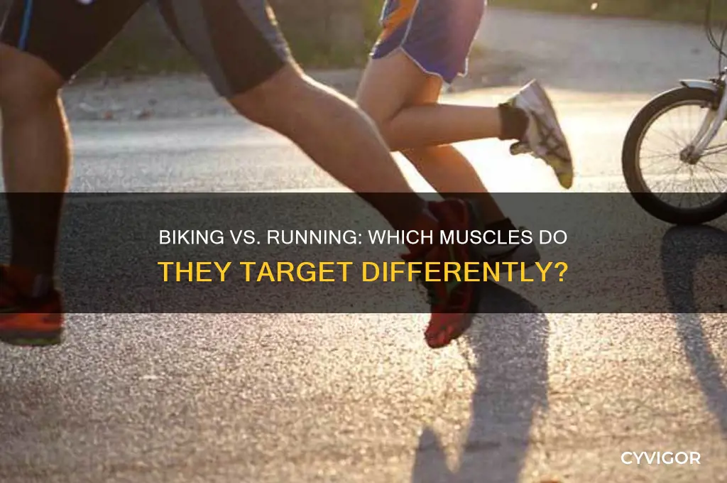 Biking Vs. Running: Which Muscles Do They Target Differently? | CyVigor
