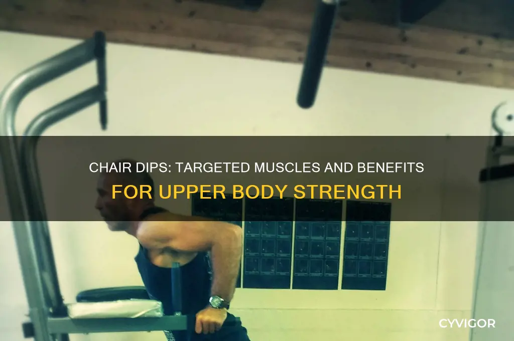 Chair Dips: Targeted Muscles And Benefits For Upper Body Strength | CyVigor