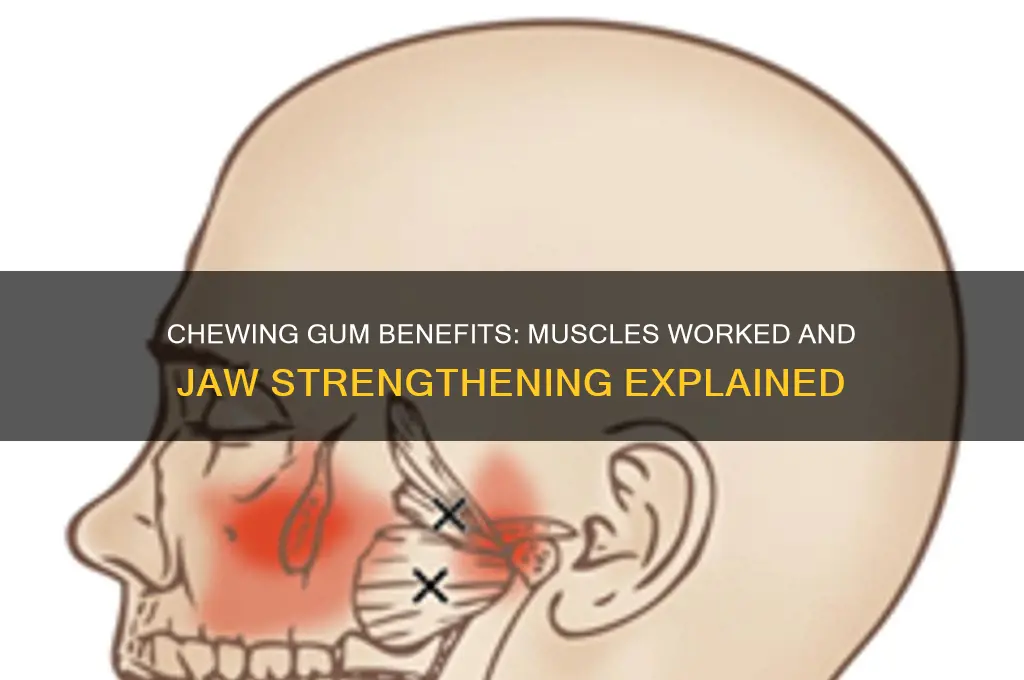 Chewing Gum Benefits: Muscles Worked And Jaw Strengthening Explained ...