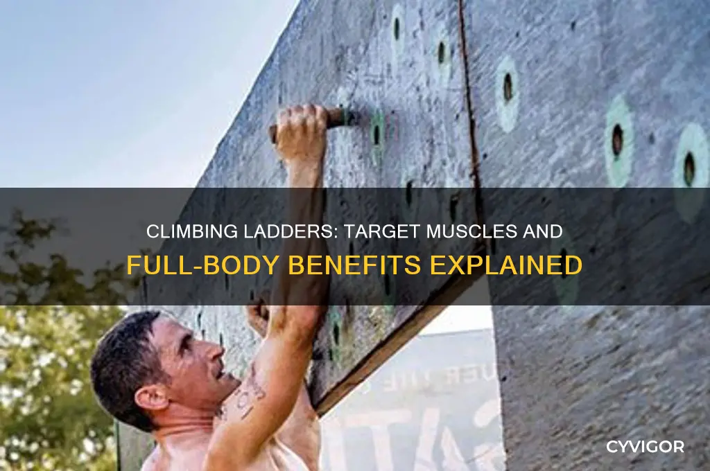 Climbing Ladders: Target Muscles And Full-Body Benefits Explained | CyVigor