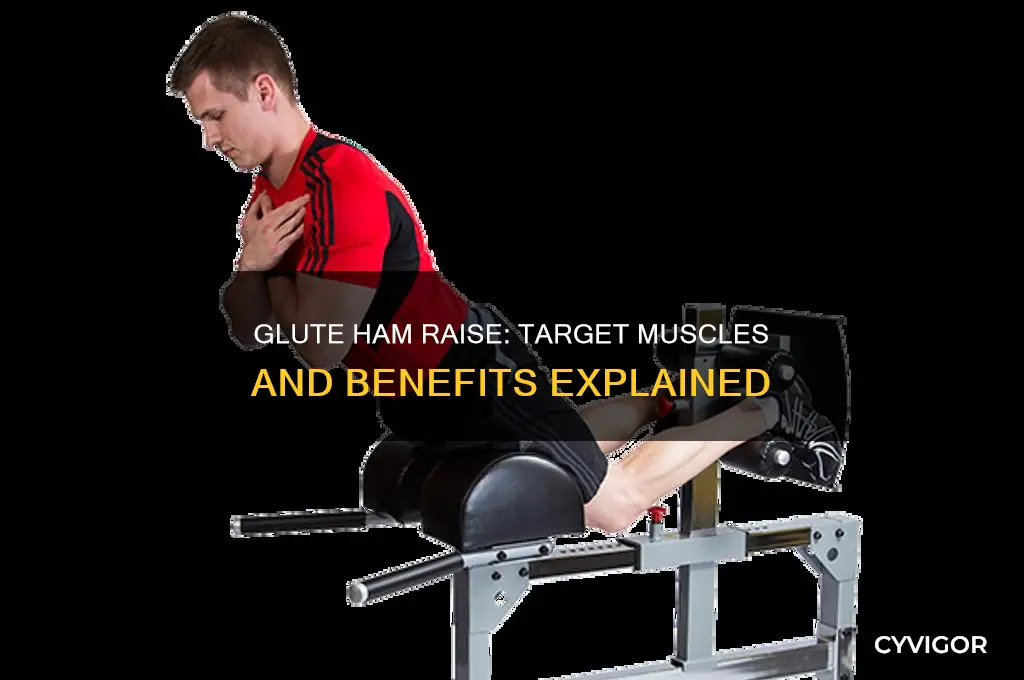 Glute Ham Raise: Target Muscles And Benefits Explained | CyVigor