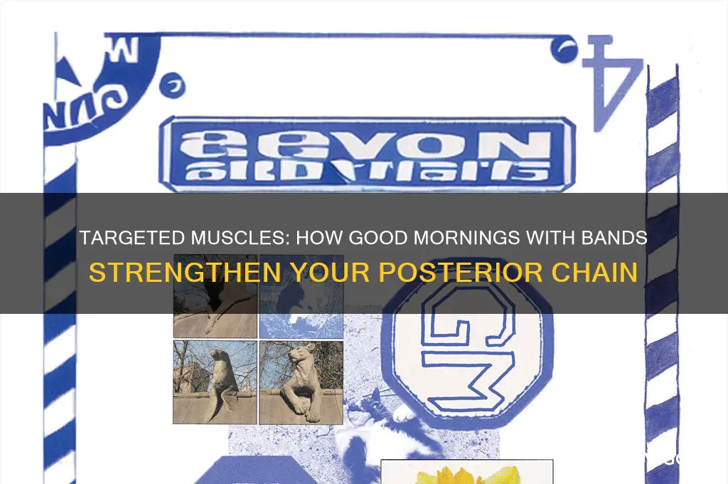 Targeted Muscles: How Good Mornings With Bands Strengthen Your ...