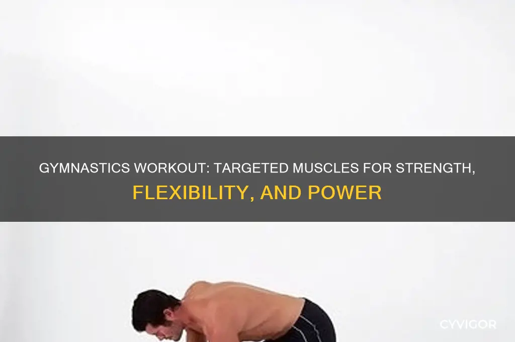 Gymnastics Workout: Targeted Muscles For Strength, Flexibility, And ...