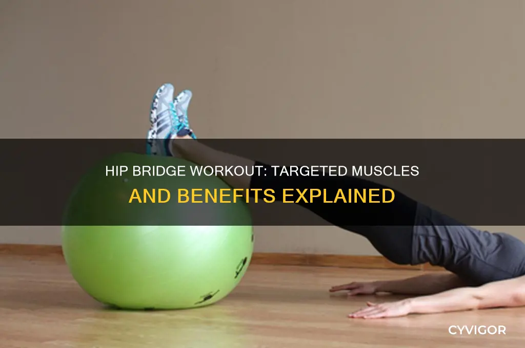 Hip Bridge Workout: Targeted Muscles And Benefits Explained | CyVigor