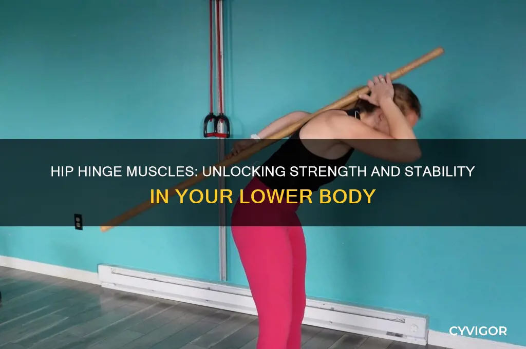 Hip Hinge Muscles: Unlocking Strength And Stability In Your Lower Body ...