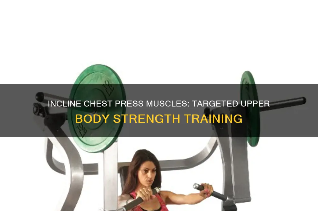 Incline Chest Press Muscles: Targeted Upper Body Strength Training ...