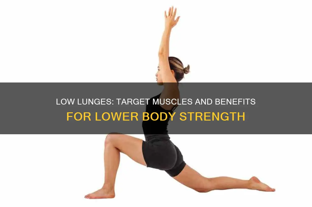 Low Lunges: Target Muscles And Benefits For Lower Body Strength | CyVigor