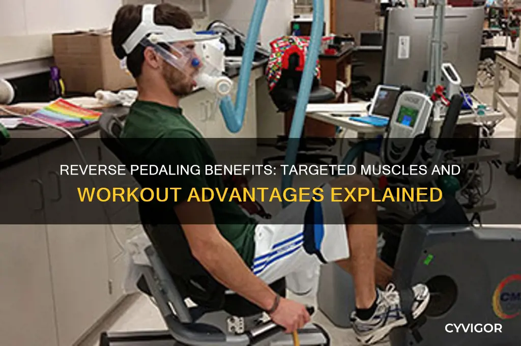 Reverse Pedaling Benefits: Targeted Muscles And Workout Advantages ...