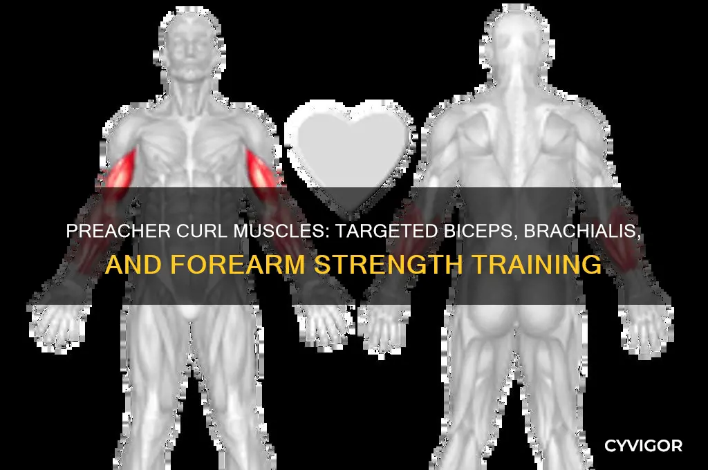 Preacher Curl Muscles: Targeted Biceps, Brachialis, And Forearm ...
