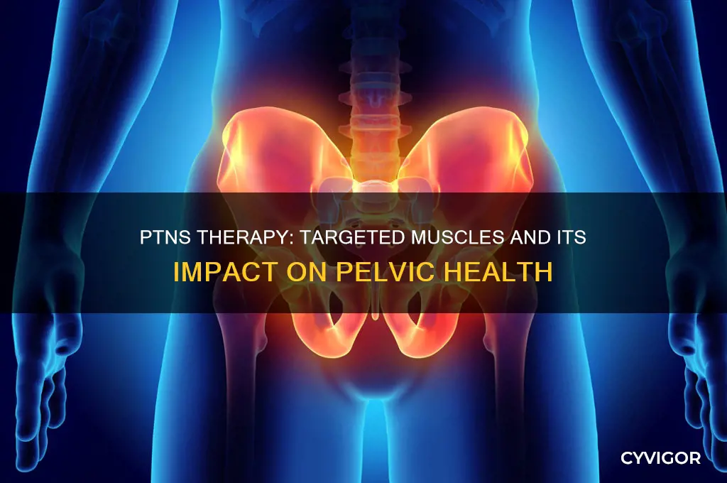 Ptns Therapy: Targeted Muscles And Its Impact On Pelvic Health | CyVigor