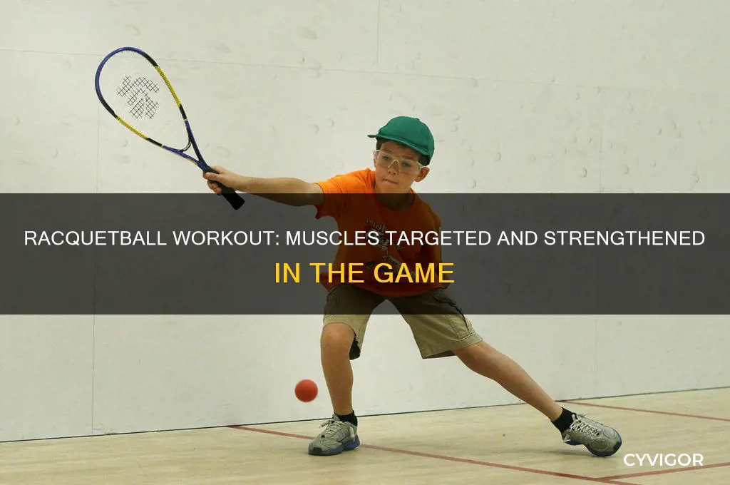 Racquetball Workout: Muscles Targeted And Strengthened In The Game ...