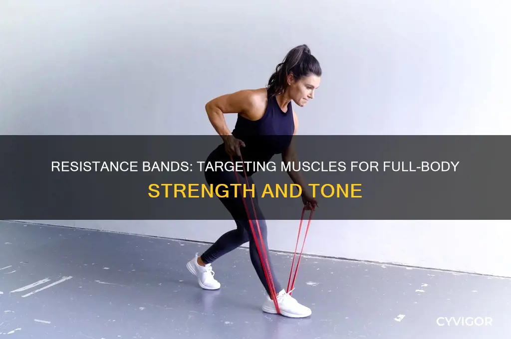 Resistance Bands: Targeting Muscles For Full-Body Strength And Tone ...