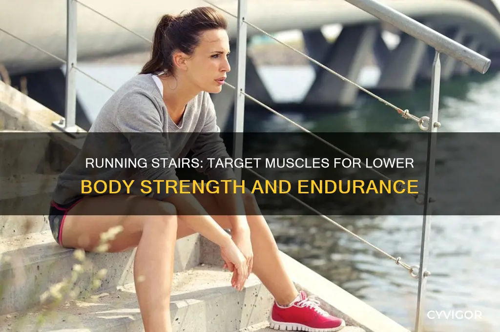Running Stairs: Target Muscles For Lower Body Strength And Endurance ...