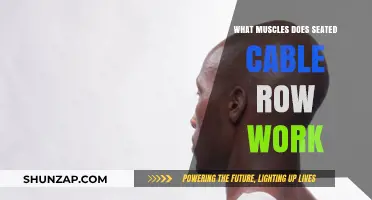 Seated Cable Row Muscles: Targeted Back, Arm, And Core Workout | CyVigor