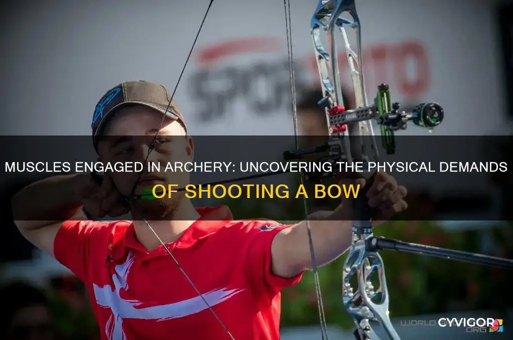 Muscles Engaged In Archery: Uncovering The Physical Demands Of Shooting ...