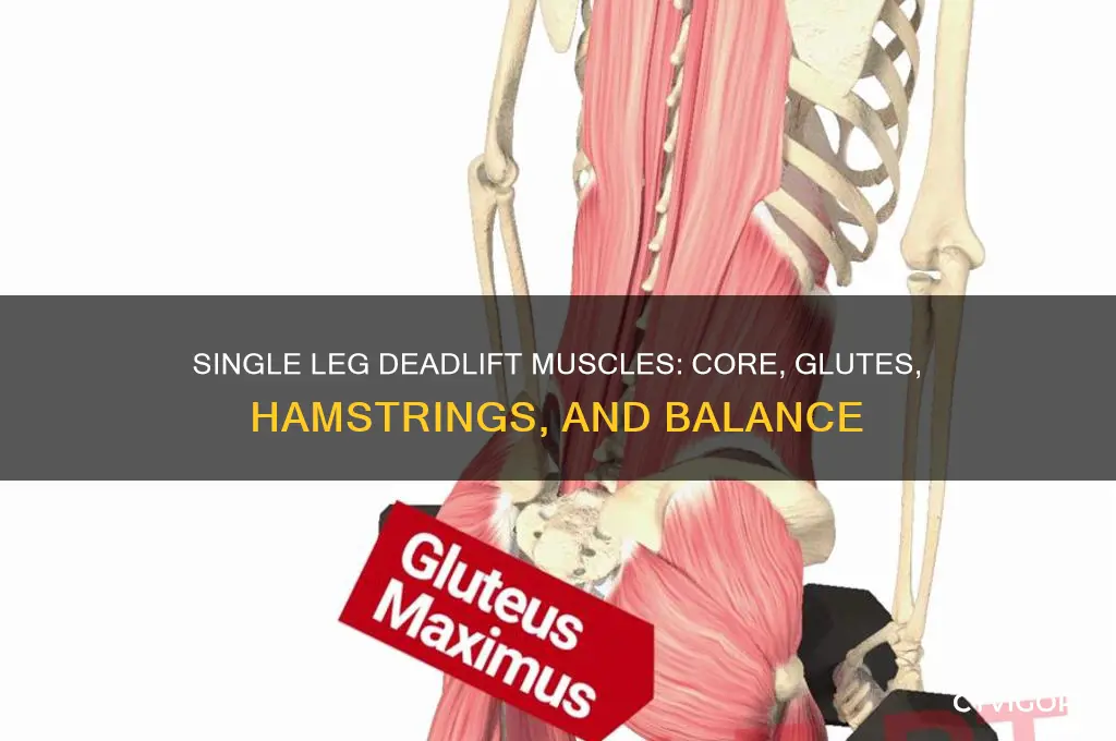 Single Leg Deadlift Muscles: Core, Glutes, Hamstrings, And Balance ...