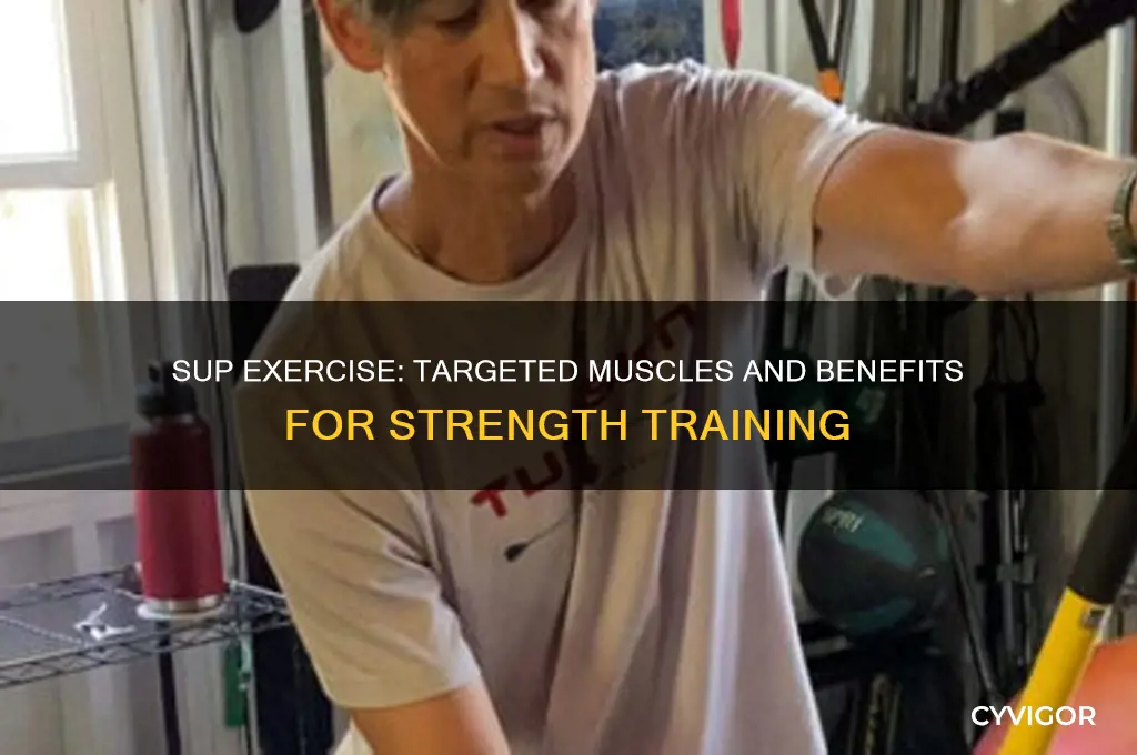 Sup Exercise: Targeted Muscles And Benefits For Strength Training | CyVigor
