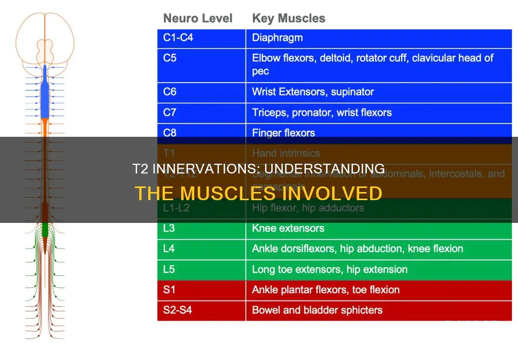 T2 Innervations: Understanding The Muscles Involved | CyVigor