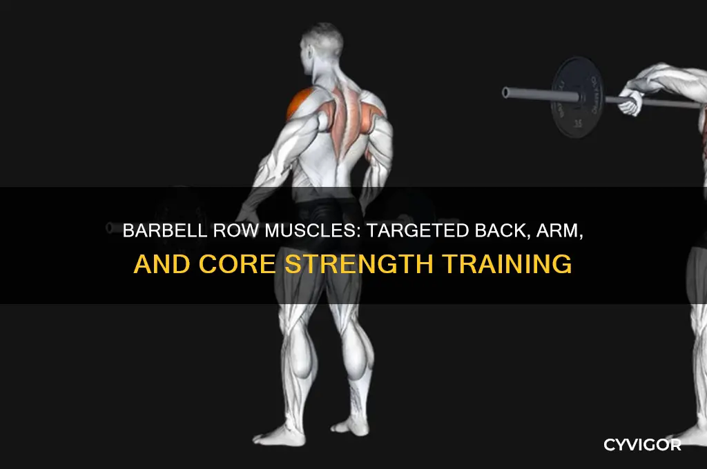 Barbell Row Muscles: Targeted Back, Arm, And Core Strength Training ...