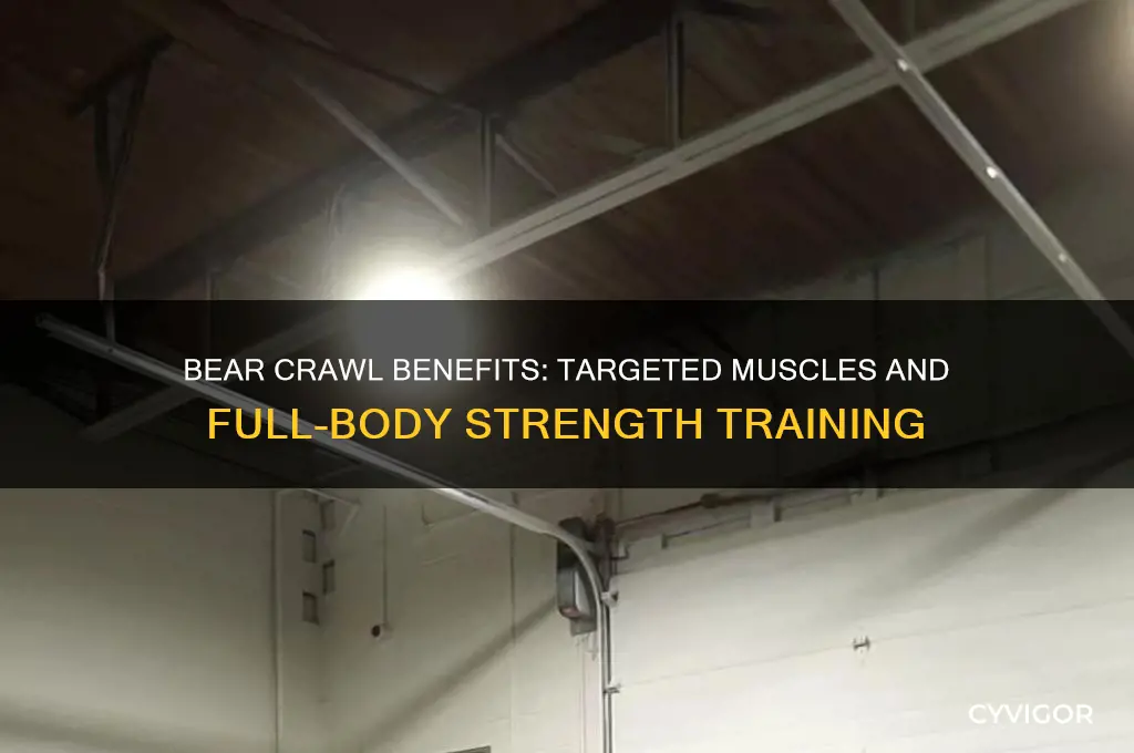 Bear Crawl Benefits: Targeted Muscles And Full-Body Strength Training ...