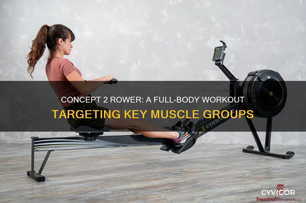 Concept 2 Rower: A Full-Body Workout Targeting Key Muscle Groups | CyVigor
