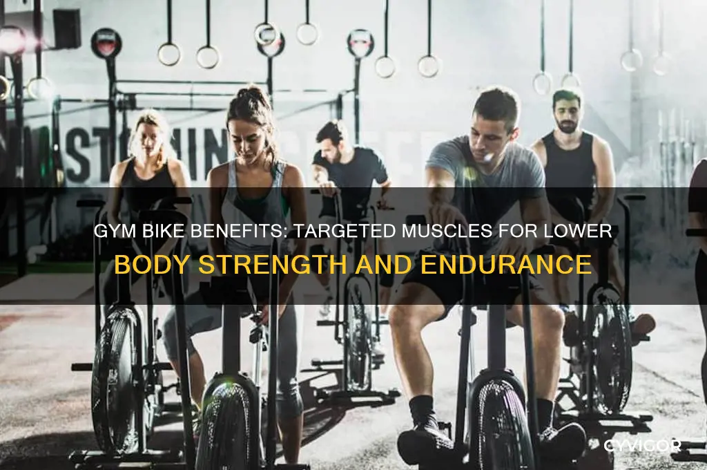 Gym Bike Benefits: Targeted Muscles For Lower Body Strength And ...