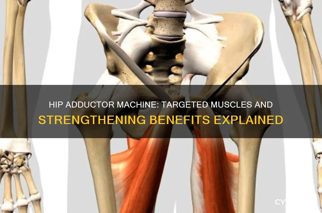 Hip Adductor Machine: Targeted Muscles And Strengthening Benefits ...