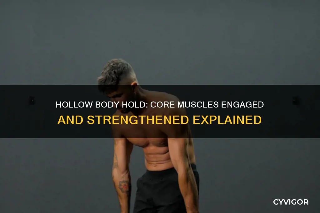 Hollow Body Hold: Core Muscles Engaged And Strengthened Explained | CyVigor